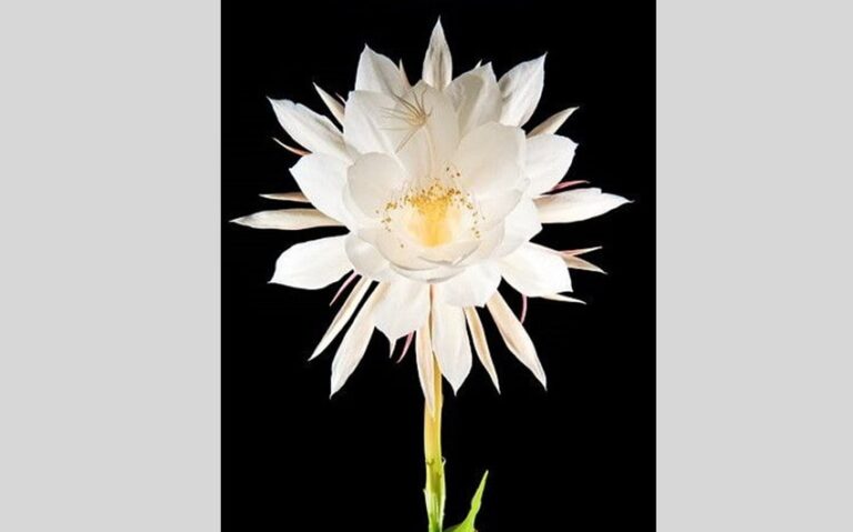 19 Enchanting Flowers Associated with the Moon for Your Garden