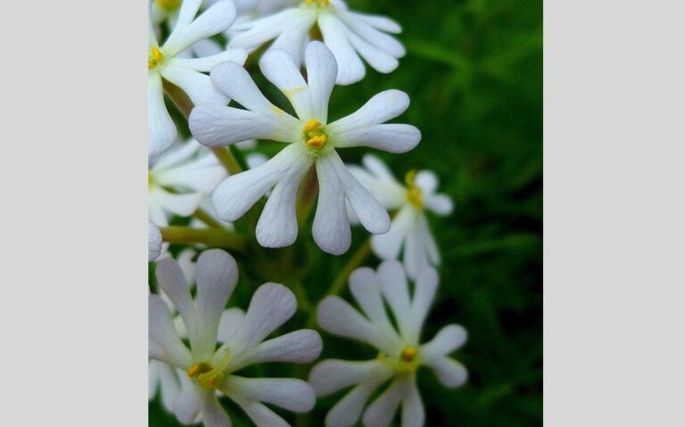 19 Enchanting Flowers Associated with the Moon for Your Garden