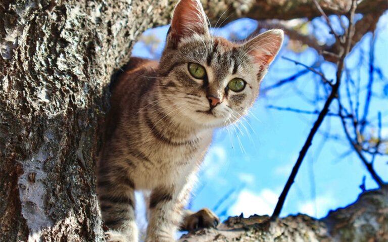 200+ Best Striped Cat Names for Your Furry Friend